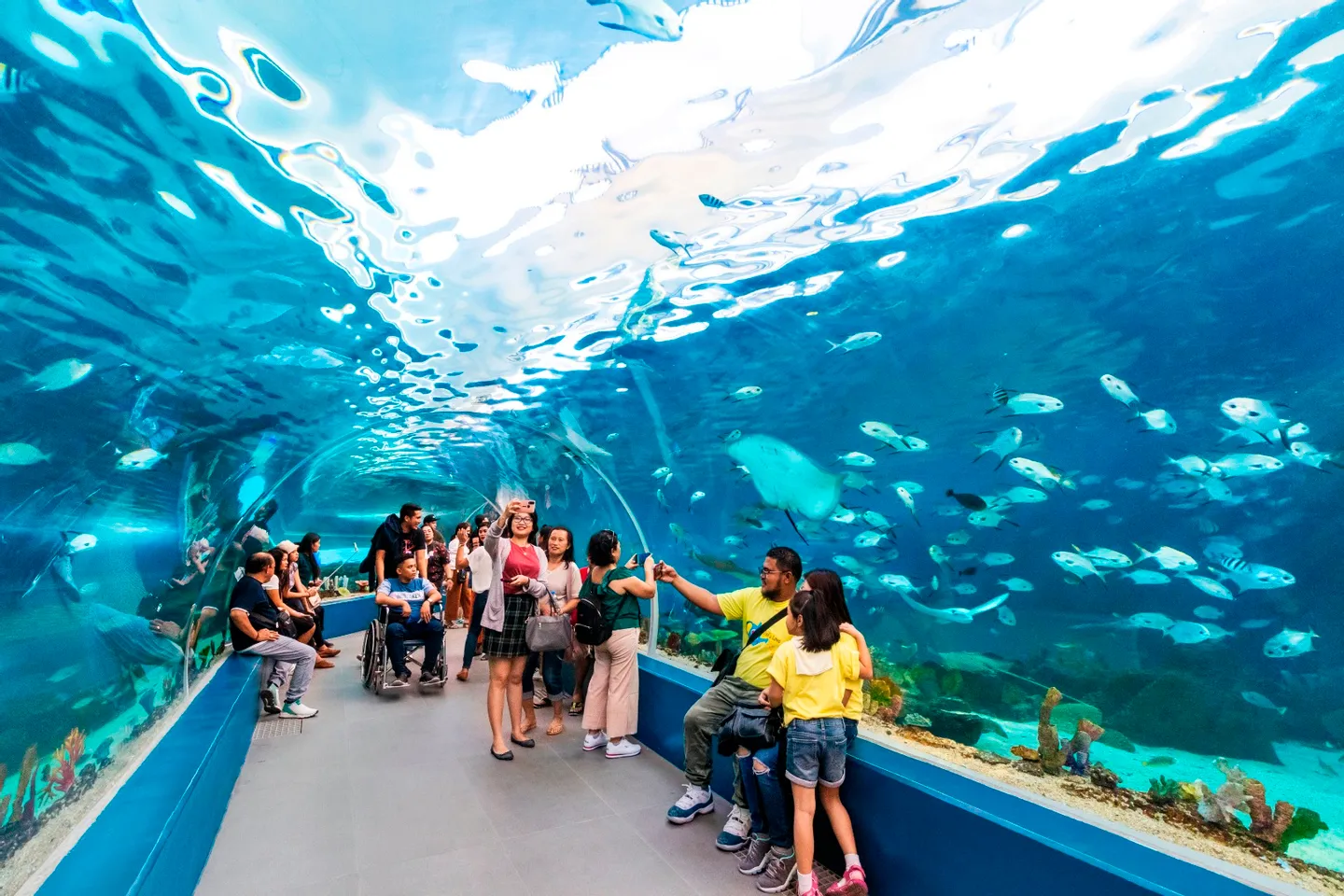 Cebu Ocean Park Ticket - Tiket